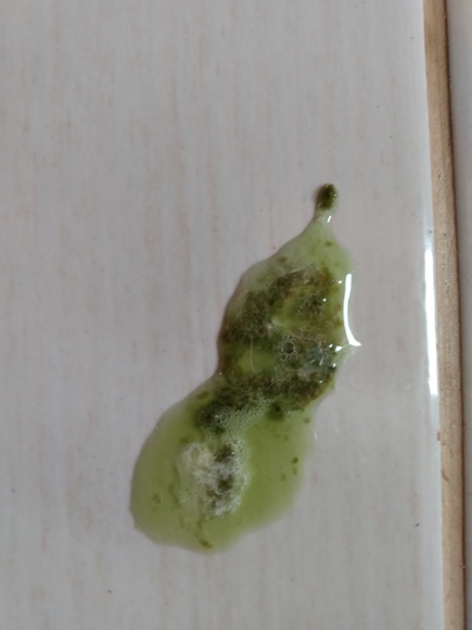 Urina tingida de verde | Engormix