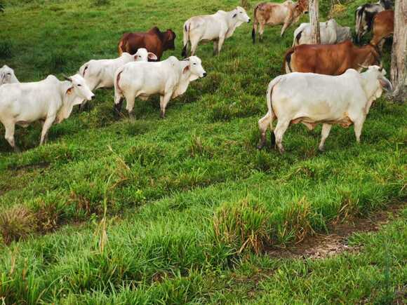 Vacas horras preñadas y próximas a parir, Cipango Magdalena Medio ...