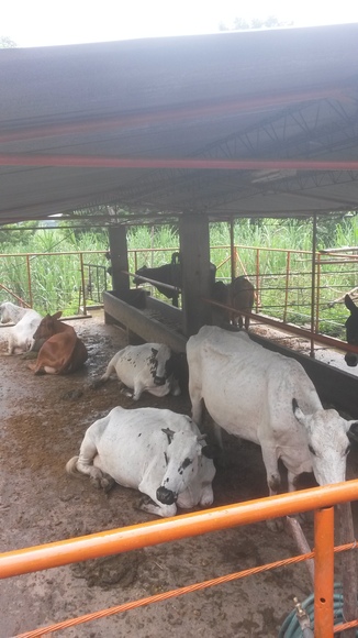 Establo clima medio, colombia | Engormix
