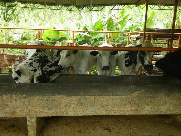 Establo clima medio, colombia, | Engormix