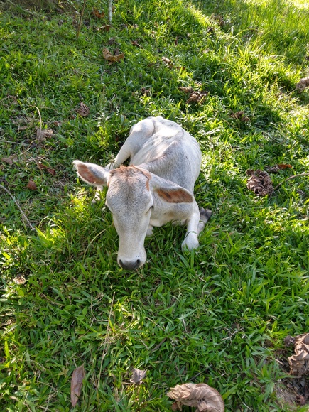 ternero con signos de rabia | Engormix