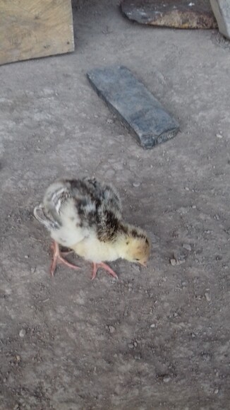 MI PAVITO HERMOSO | Engormix