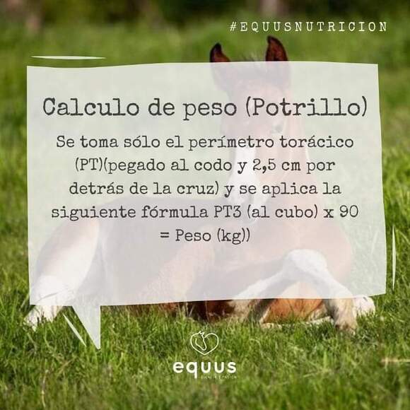 Cálculo de peso corporal en potrillos | Engormix