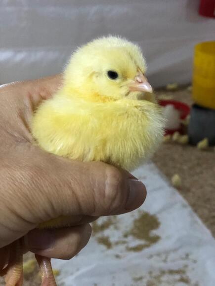 Evaluando el Buche del pollito | Engormix