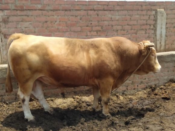 Toro engorde 50 dias | Engormix