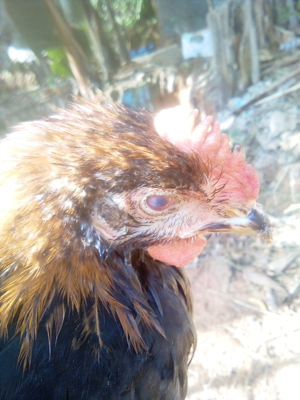 Pollo con ojos opacos | Engormix