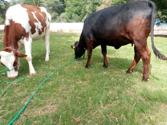 Disponibles | Engormix