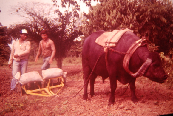 buffalypso de trtabajo con aperos en arreglo de tierras de labranza ...