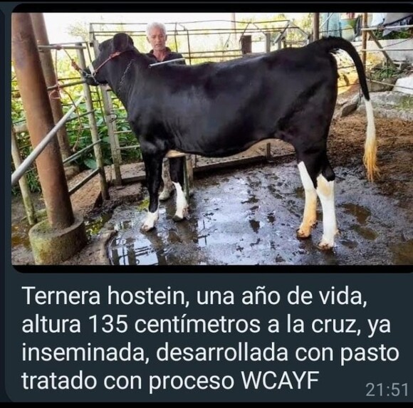 WCAYF trasformar rastrojos agrícola y pasto en forrajes de excelente ...