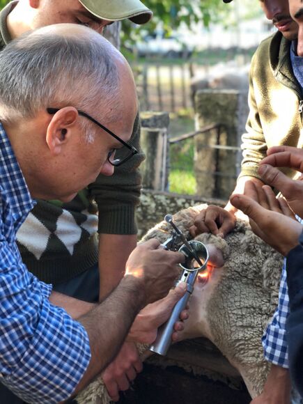 Facultad de Agronomía EEMAC,Paysandu | Engormix