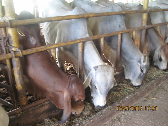 Ceba Con Suplemento SBovino | Engormix