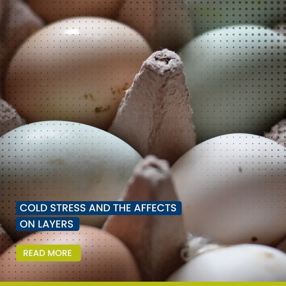 Cold stress and the effects on layers | Engormix