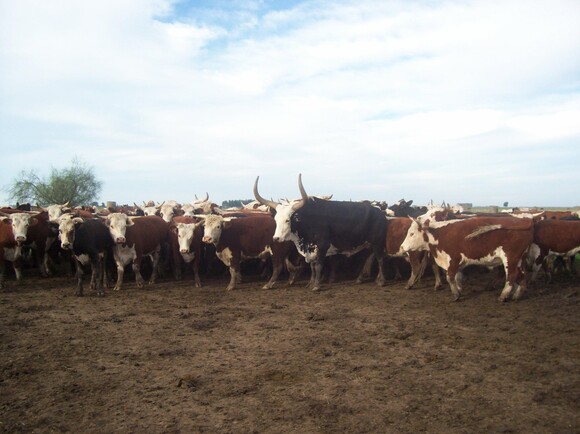 Novillo "Cuarteron" sobreviviente de otras épocas | Engormix