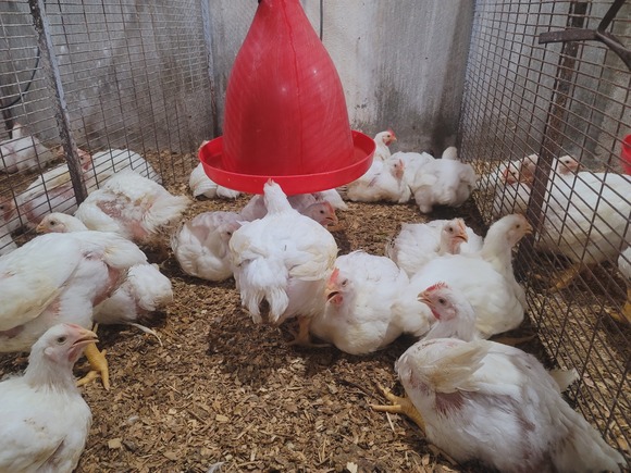 broiler heat stress | Engormix