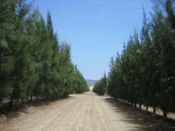 Entrada Fundo San Ramon de Deshidratadora Libertad SAC | Engormix