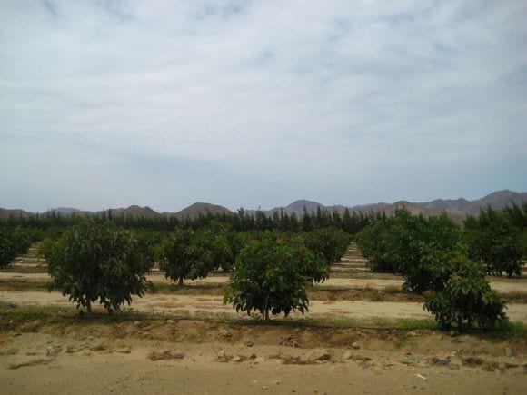 Paltos Hass Deshidratadora Libertad SAC | Engormix