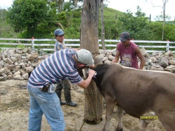 inplantando | Engormix