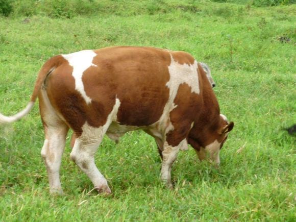 Toro General Imperial GIG 121, Simmental Fleckvieh | Engormix