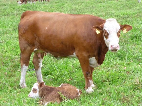 Vaquilla con ternero recién nacido, Simmental Fleckvieh | Engormix