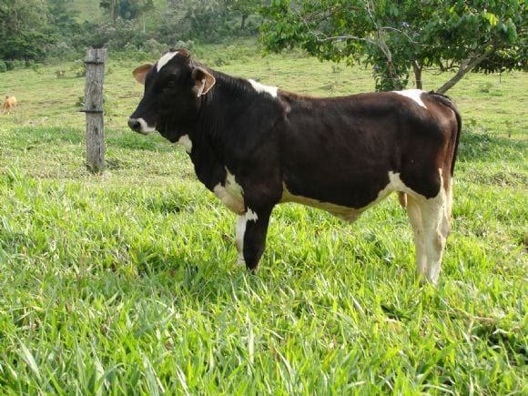 Becerra 5 meses Tricross Gyr Lechero/Holstein/Simmental Fleckvieh ...
