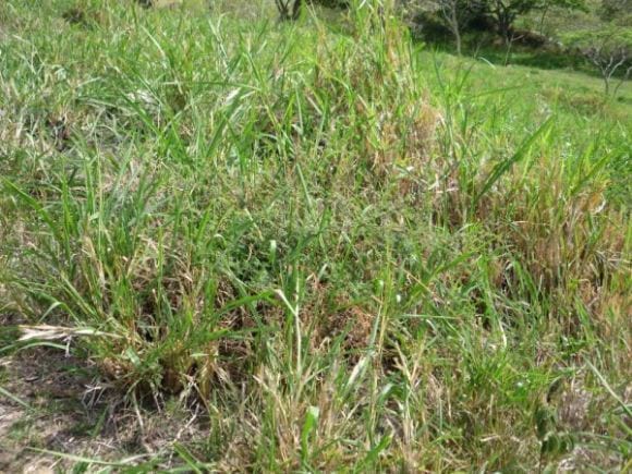 Practica de Pastos y Forrajes Tropicales | Engormix