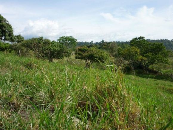 Practica de Pastos y Forrajes Tropicales | Engormix