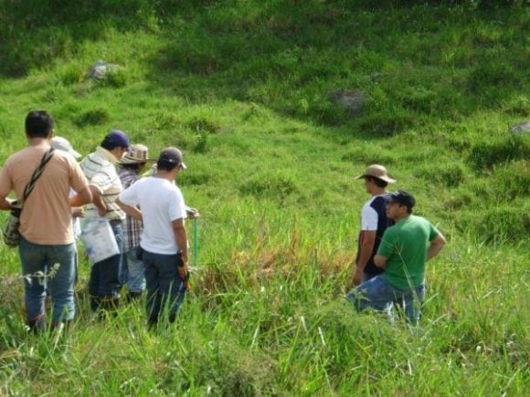 Practica de Pastos y Forrajes Tropicales | Engormix