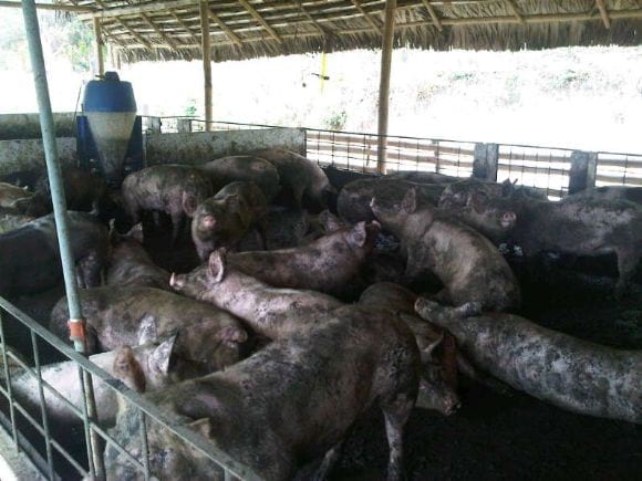 granja de chanchos | Engormix