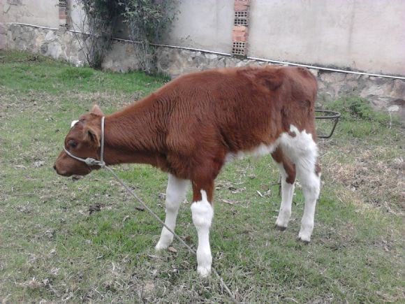 Ternero Hojlstein Rojo | Engormix