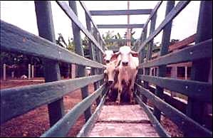 Embudo de acceso o retiro, en explotación bovina. | Engormix