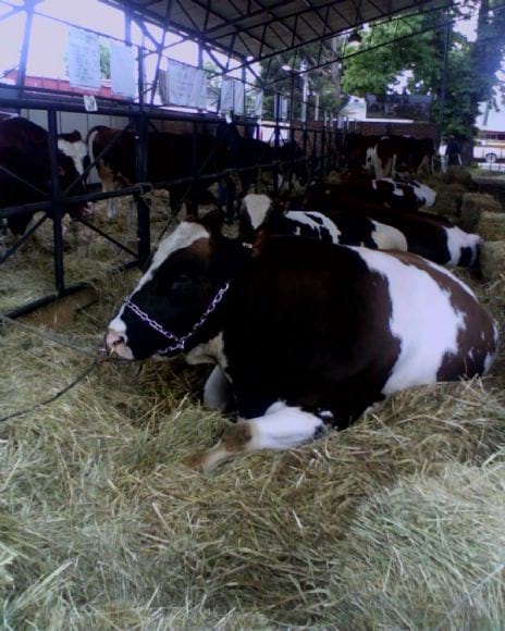 manso animal | Engormix