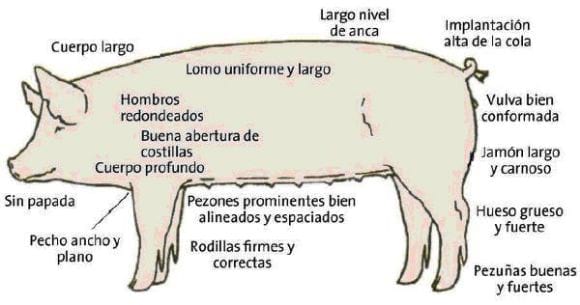 Selección de la Cerda para partos óptimos | Engormix