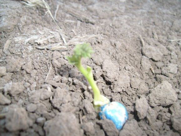 Plantula de una semilla correctamente curada | Engormix
