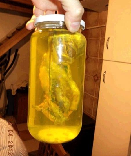 ¿Esto puede ser el feto de un ave? | Engormix