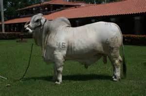 LO Q MAS DISFRUTO | Engormix