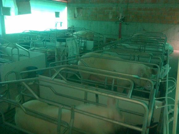 Parideras | Engormix