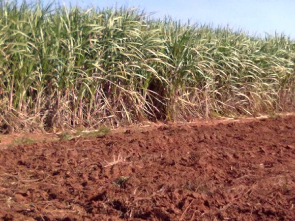 mi primara plantación | Engormix