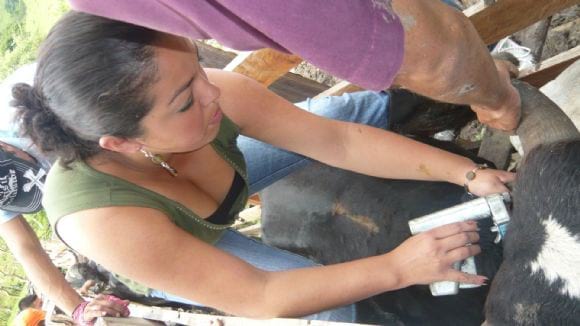 IMPLANTANDO TOROS PARA UN MEJOR RENDIMIENTO CARNAL.. | Engormix