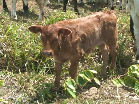 Ternero Red Brangus 5/8-3/8 | Engormix