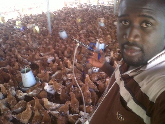 Deep litter system | Engormix