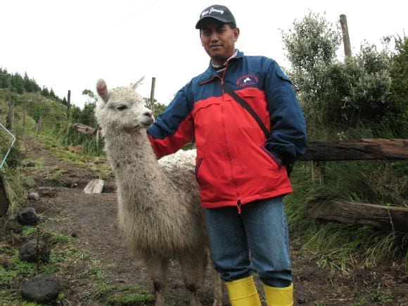 la alpaca y yo | Engormix