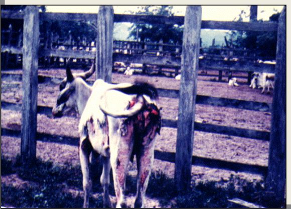 Fotosensibilización cutánea: eritema, necrosis y caída de la piel ...