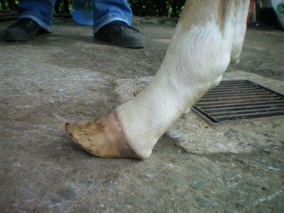 Edema en miembro de equino | Engormix