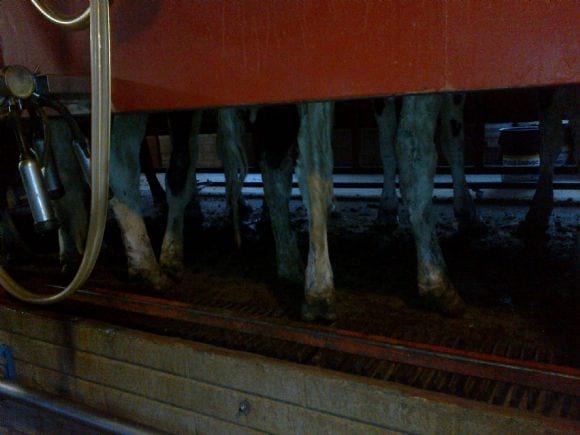 establo y campos menonitas | Engormix