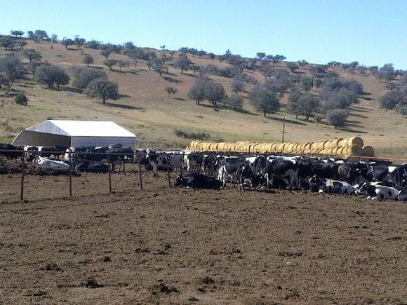 establo y campos menonitas | Engormix