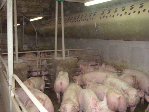 Sistema de bioclimatización eficiente en gestaciones, parideras y engordes | Engormix