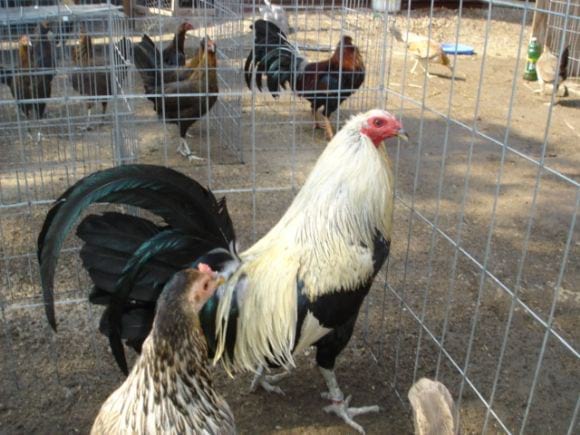 Gallo semental | Engormix