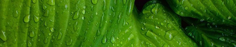 Lisa Collado Chichel