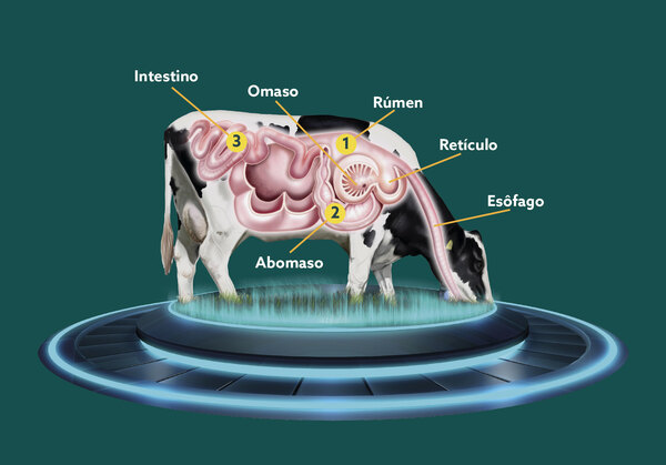 Lysoforte Extend surfactante para gado leiteiro
