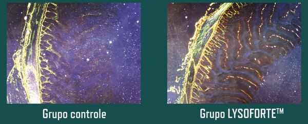 Lysoforte Extend surfactante para gado leiteiro